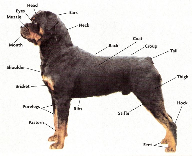 Get to Know your Pets Parts - The Well Groomed Pet