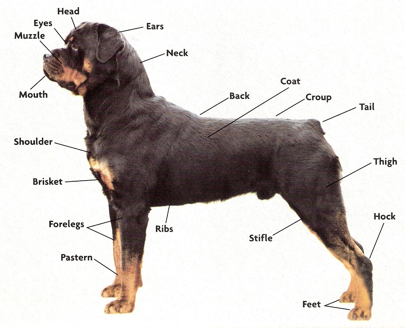 Get to Know your Pets Parts - The Well Groomed Pet