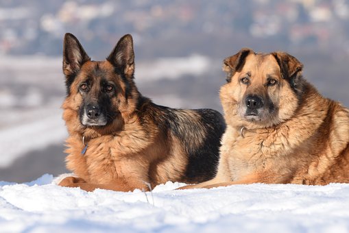 Grooming Tips for the Heavy Coat - Double Coat and Combo Coated Dog ...