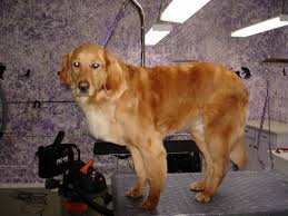 Grooming a Golden Retriever - The Well Groomed Pet